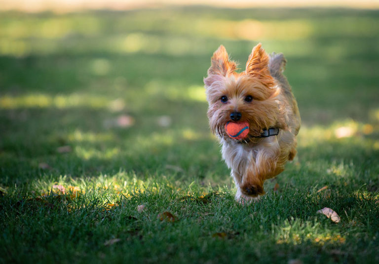 Home - Weston Ridge Apartments